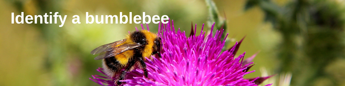 Identifying bumble bees - Time and Tide Bell