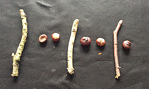 Repeating Patterns In Nature