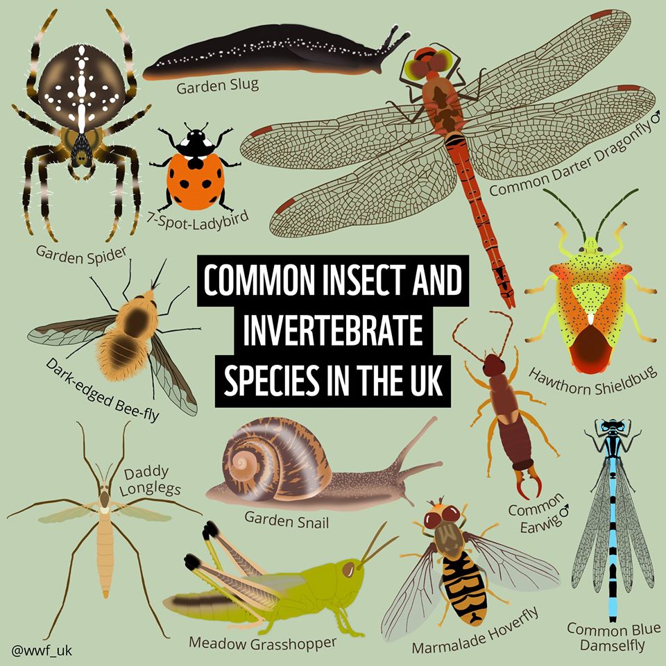 Garden Insects - Time and Tide Bell