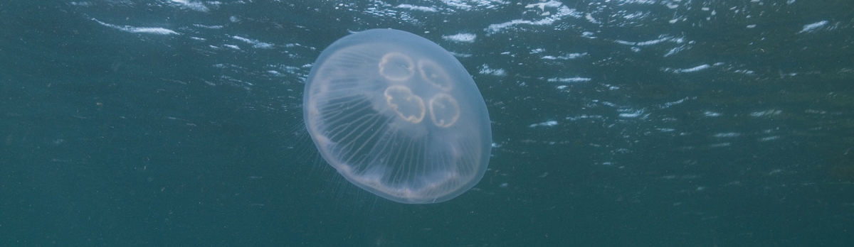 Jellyfish spotting! - Time and Tide Bell