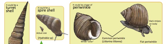 Shell identification - Time and Tide Bell